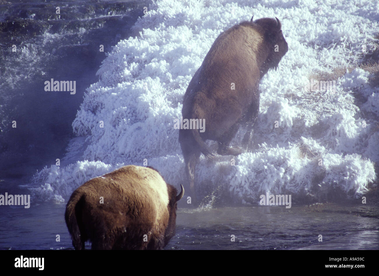 Bison crossing the river in Yellowstone National Park North America ...