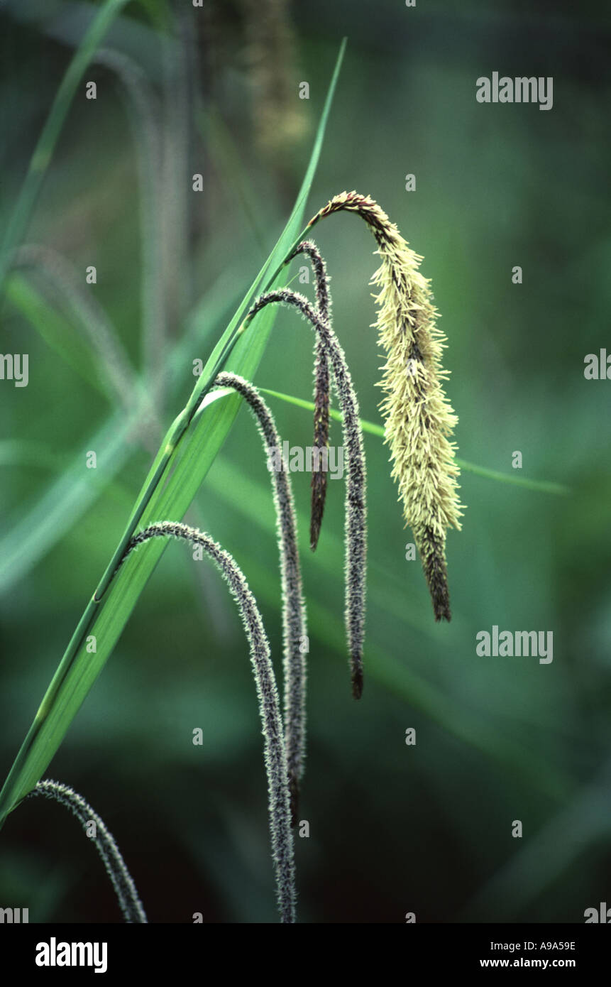 The pendulous or drooping sedge, Carex pendula Stock Photo - Alamy