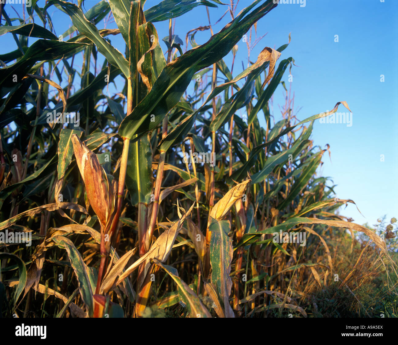 CLOSE UP DETAIL OF RIPE CORN HUSKS AT EDGE OF CORNFIELD Stock Photo - Alamy