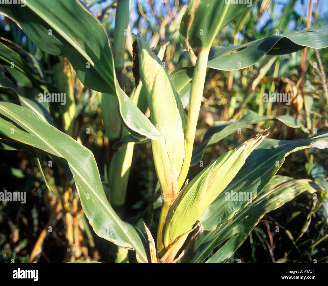 CLOSE UP DETAIL OF RIPE CORN HUSKS Stock Photo - Alamy