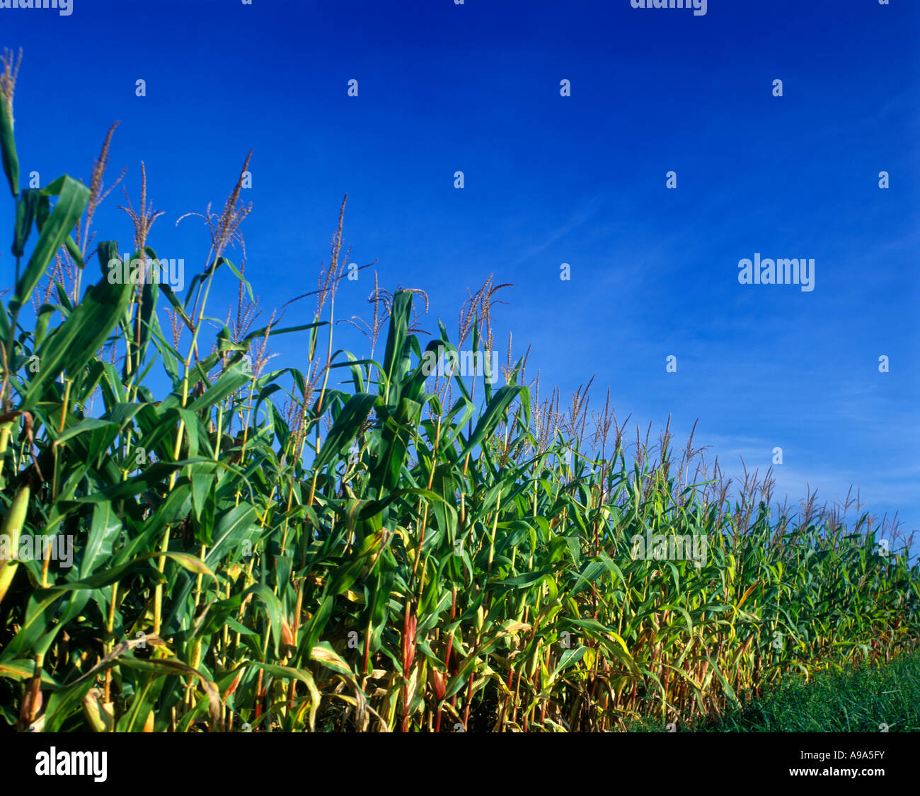 RIPE CORN STALKS AT EDGE OF CORNFIELD Stock Photo - Alamy