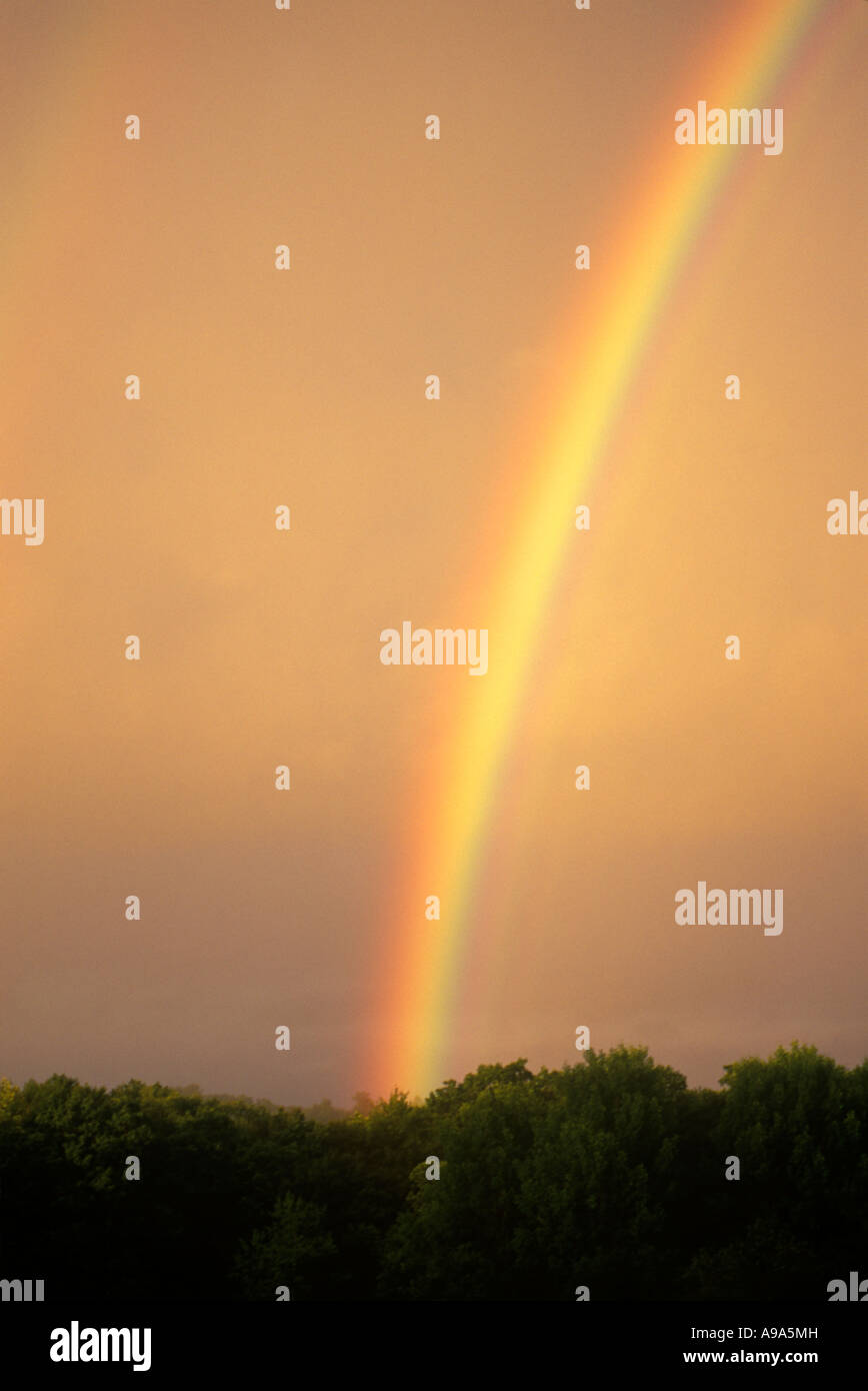 RAINBOW OVER TREES Stock Photo - Alamy