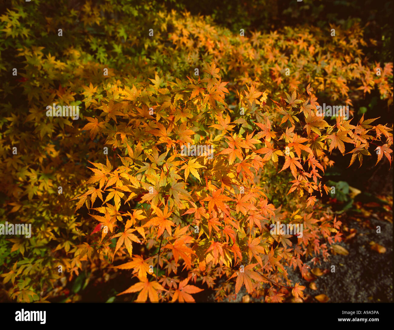 Flame Maple Tree High Resolution Stock Photography and Images - Alamy