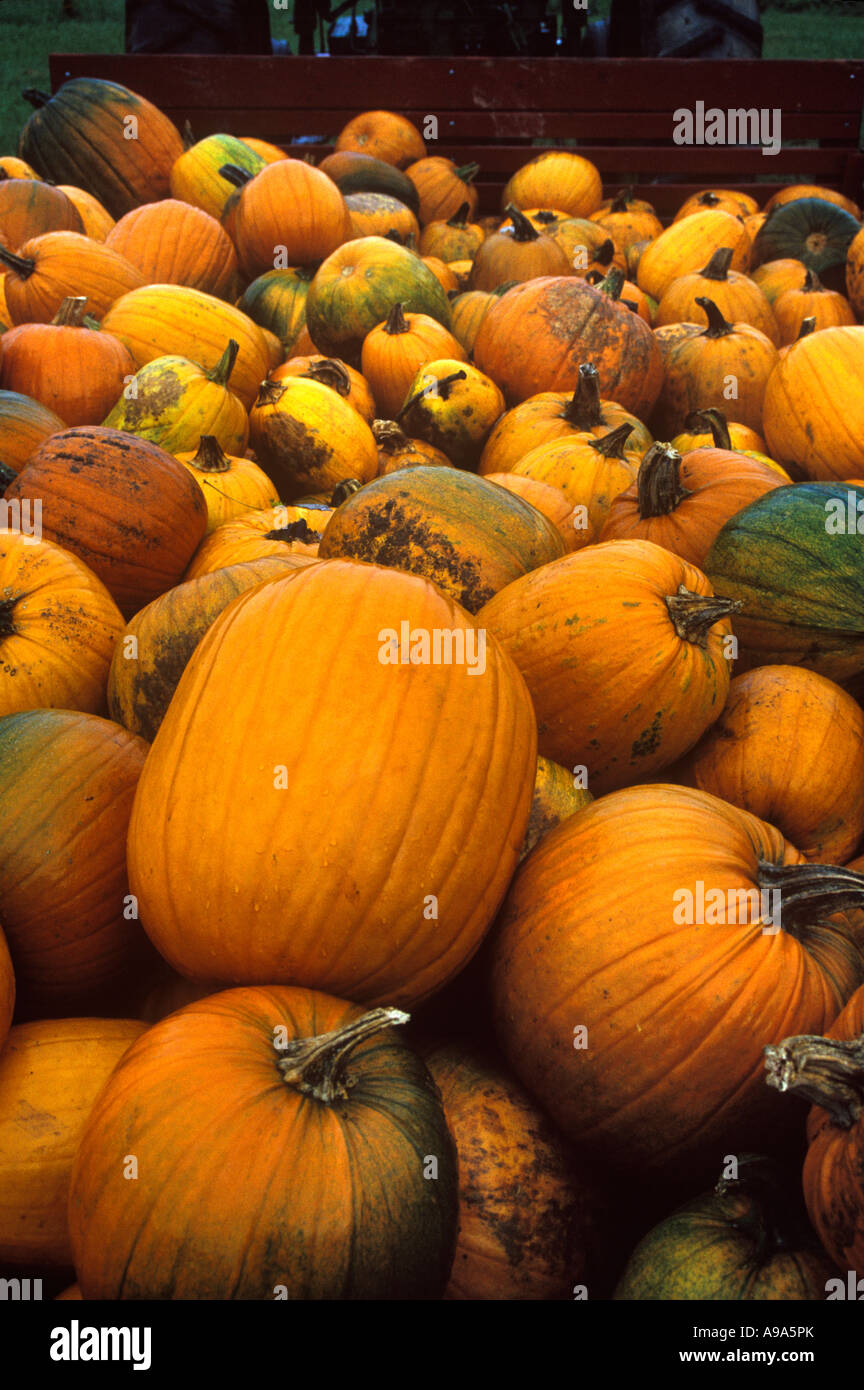 PUMPKINS AT COUNTRY STORE JEFFERSON COUNTY PENNSYLVANIA USA Stock Photo ...