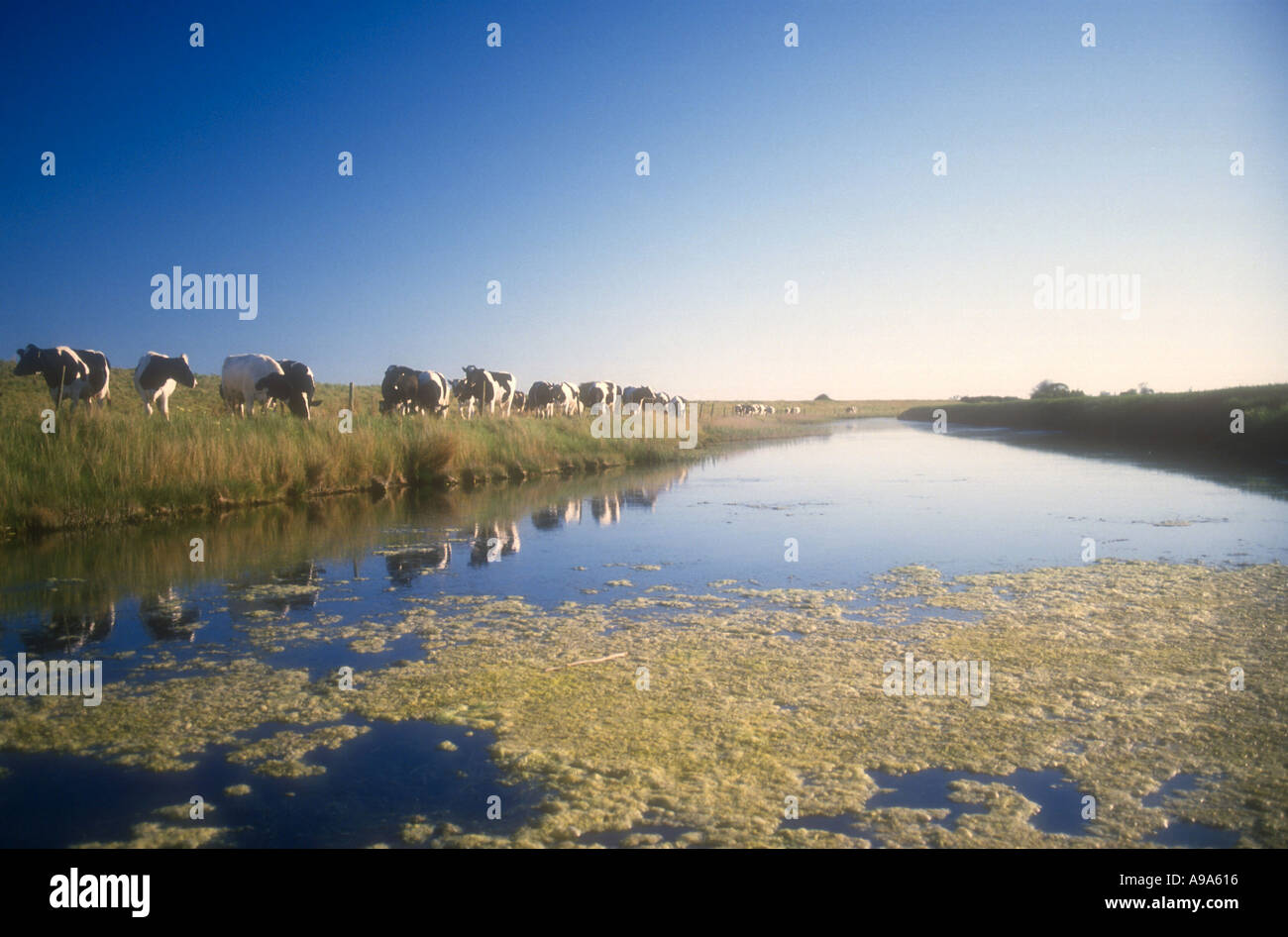 Milk production agriculture dairy farming marsh hi-res stock ...