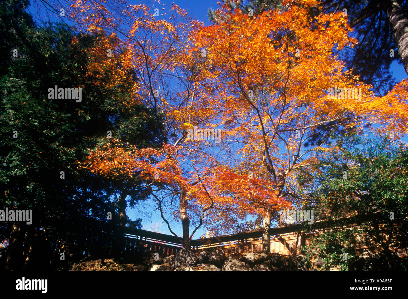 ORANGE MAPLE LEAVES Stock Photo - Alamy