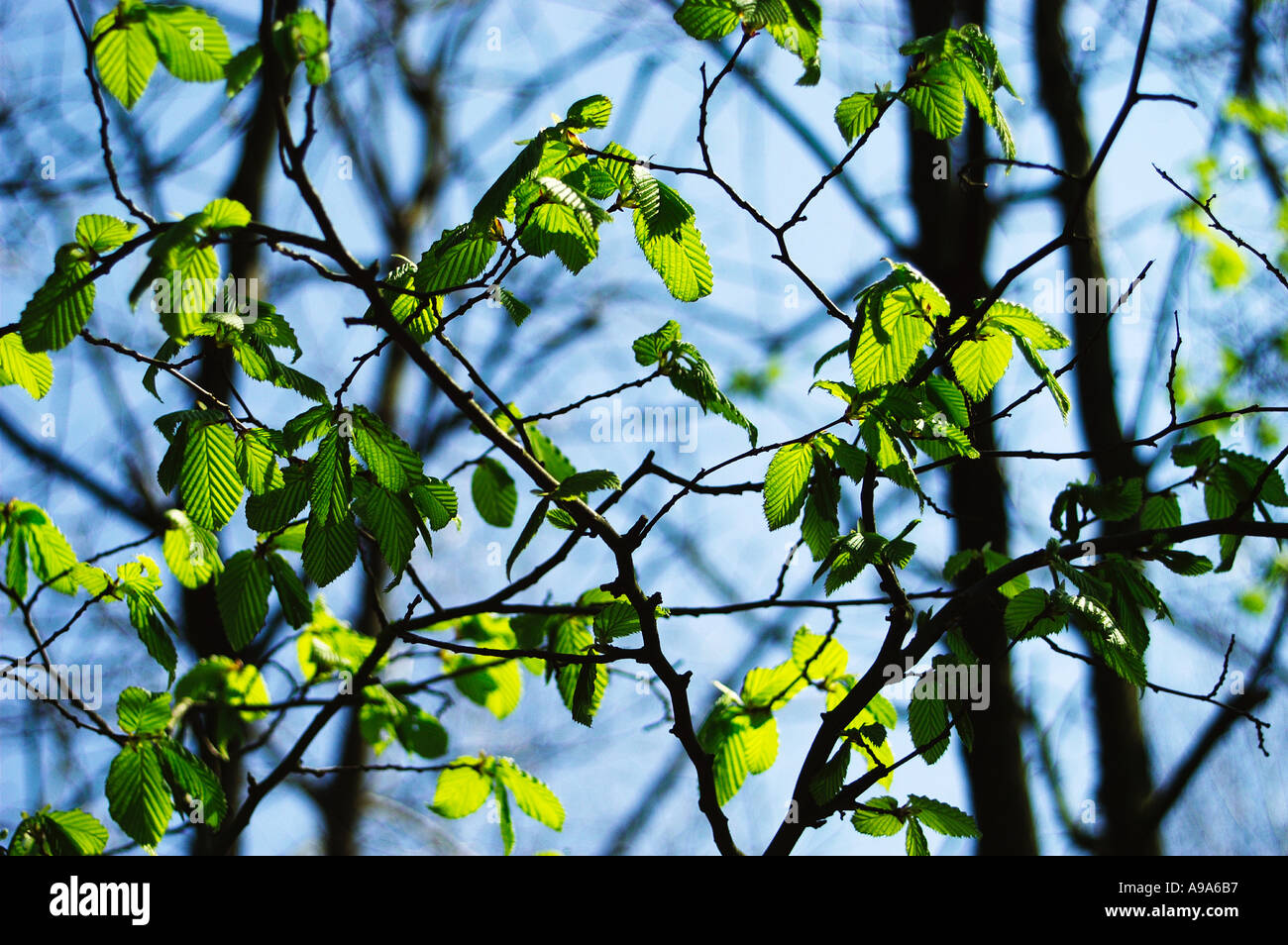 Green leaves in spring season hi-res stock photography and images - Alamy