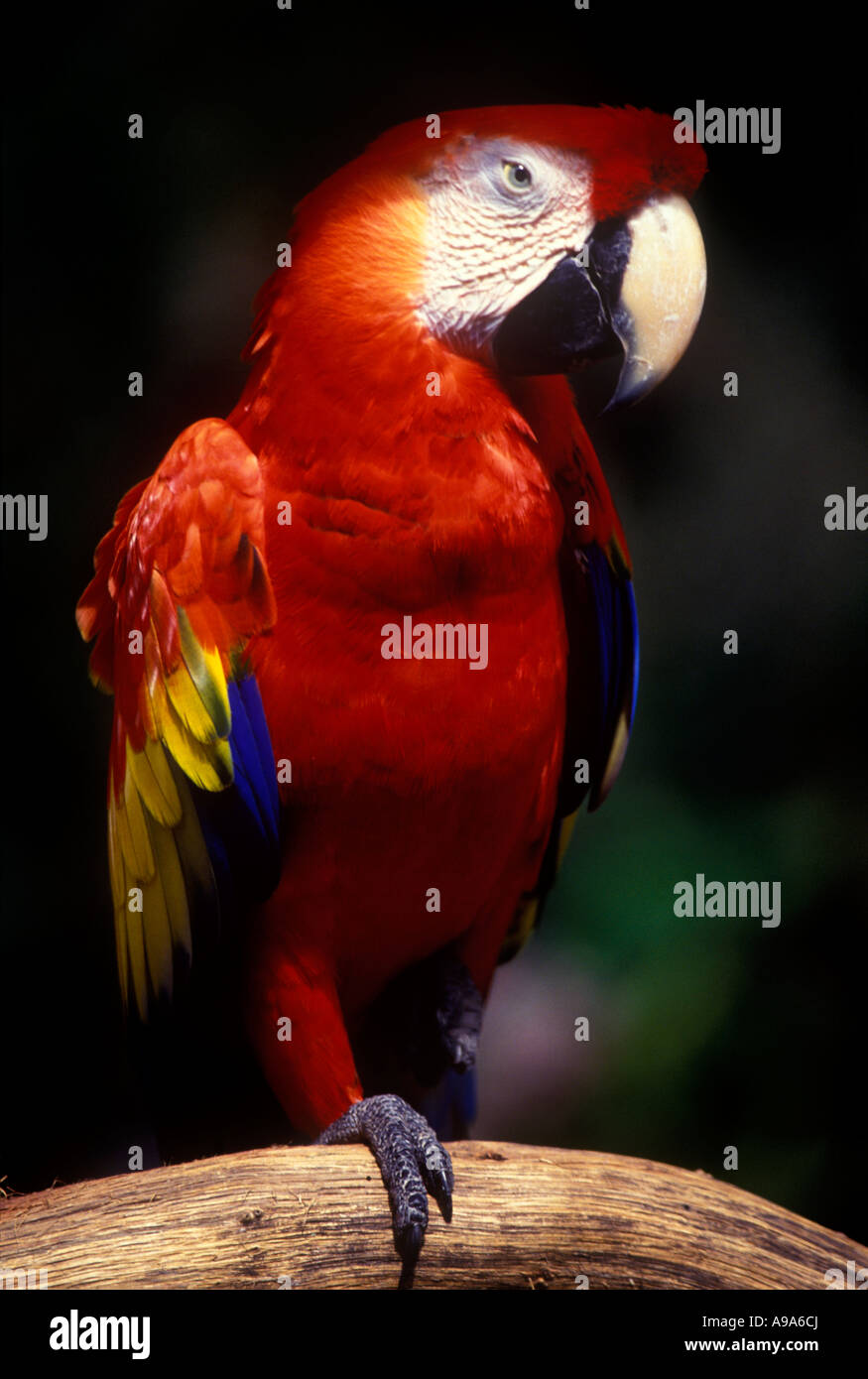 RED FEATHERED MACAW BIRD ON PERCH Stock Photo - Alamy