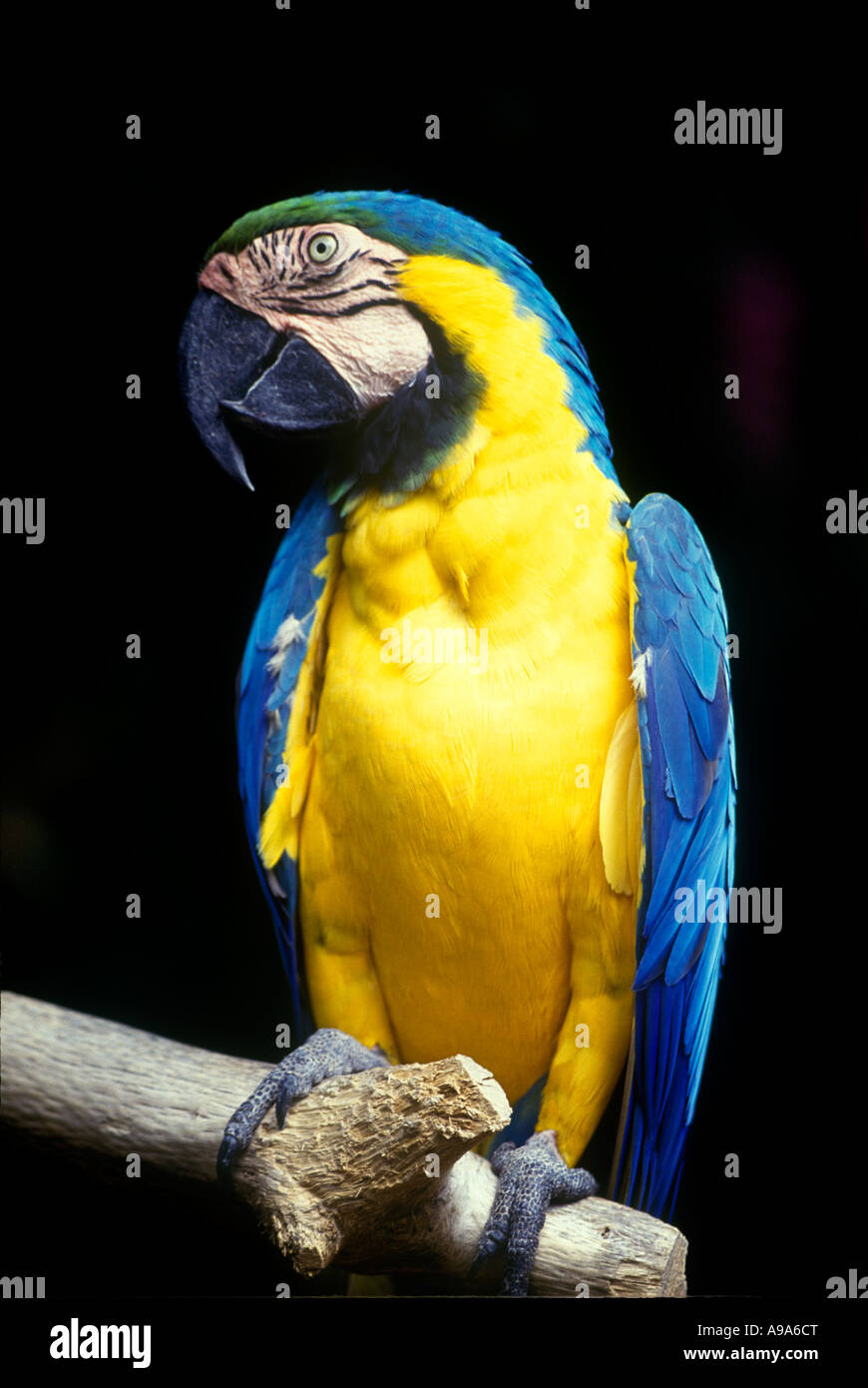 YELLOW BLUE FEATHERED MACAW ON PERCH Stock Photo - Alamy