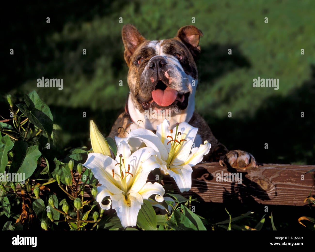 English bulldog fence hi-res stock photography and images - Alamy