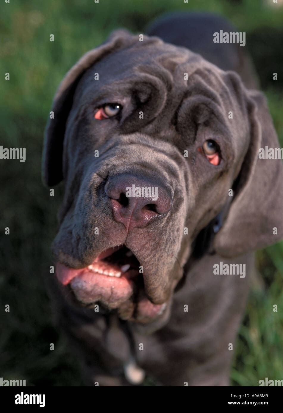 Neapolitan breed hi-res stock photography and images - Alamy