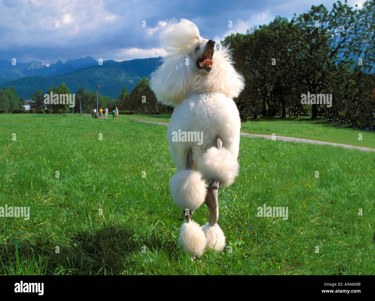 Poodle dog jumping Stock Photo - Alamy