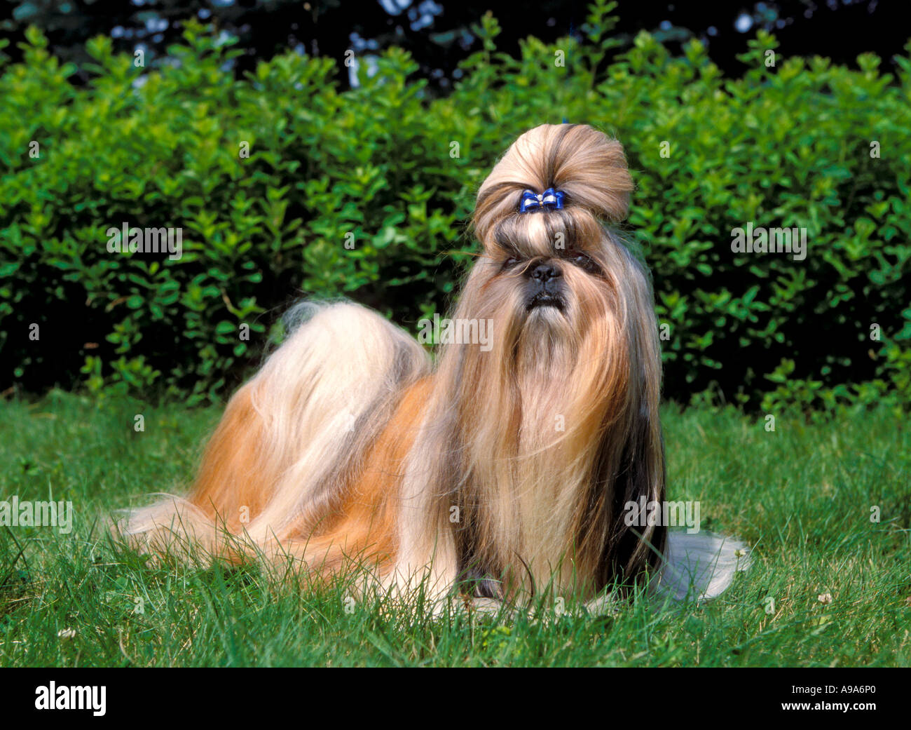Shih Tsu dog Stock Photo - Alamy