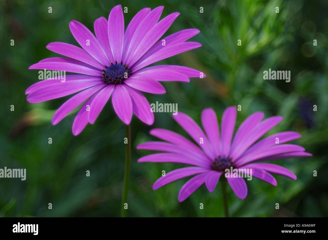 Long Stem Daisies High Resolution Stock Photography and Images - Alamy