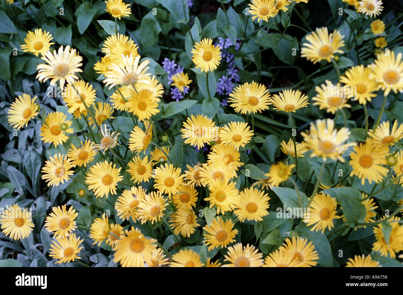 Plantaginum hi-res stock photography and images - Alamy