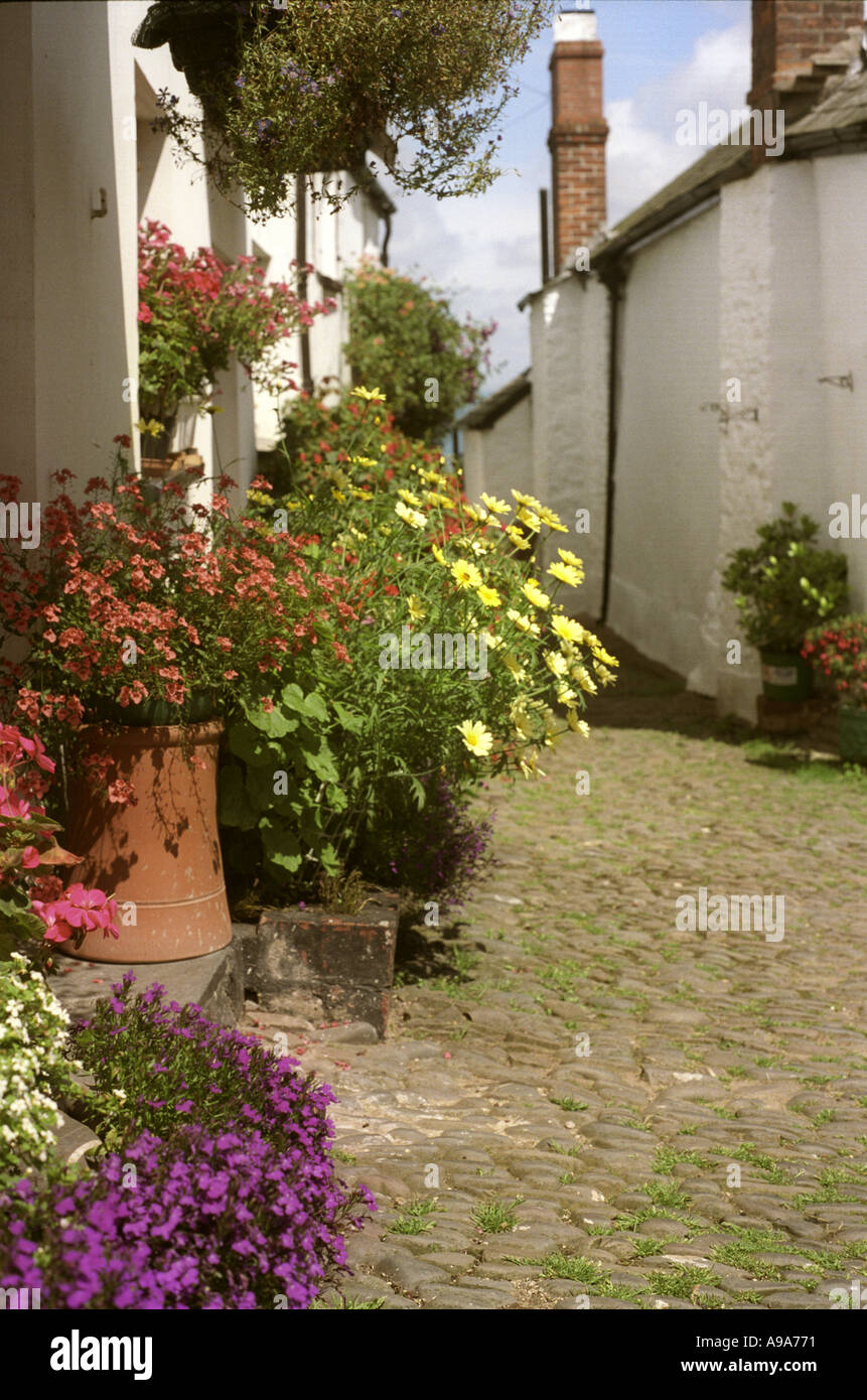 Flowers in Clovelly village North Devon England Stock Photo - Alamy