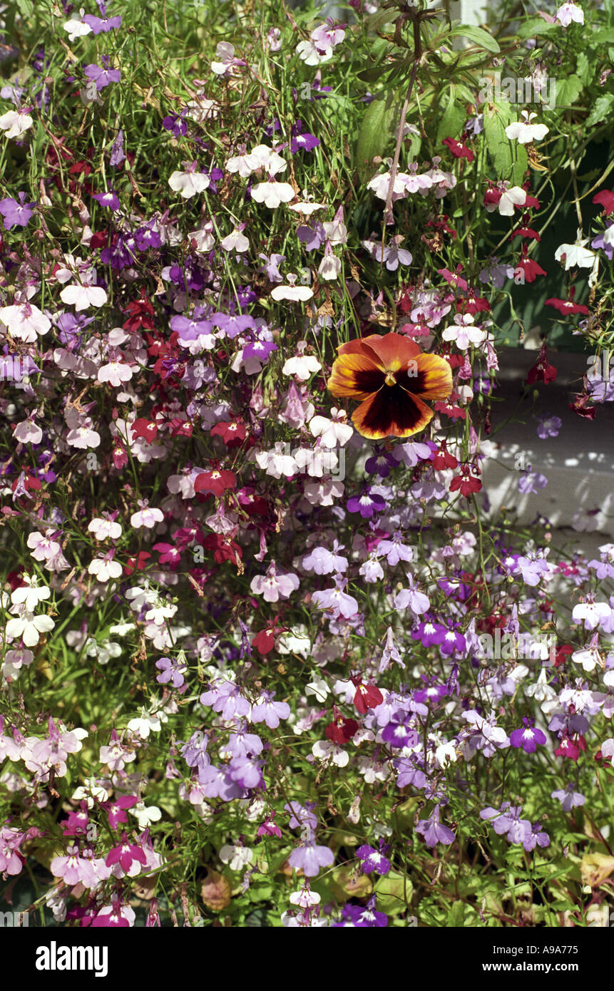 Flowers in Clovelly village North Devon England violets and pansy Stock ...