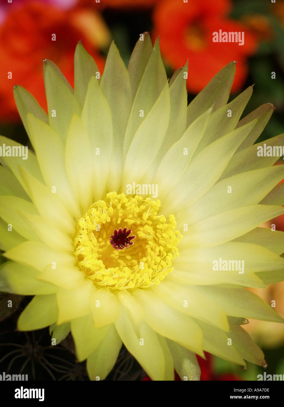 Desert ephemeral flowering plant hi-res stock photography and images ...