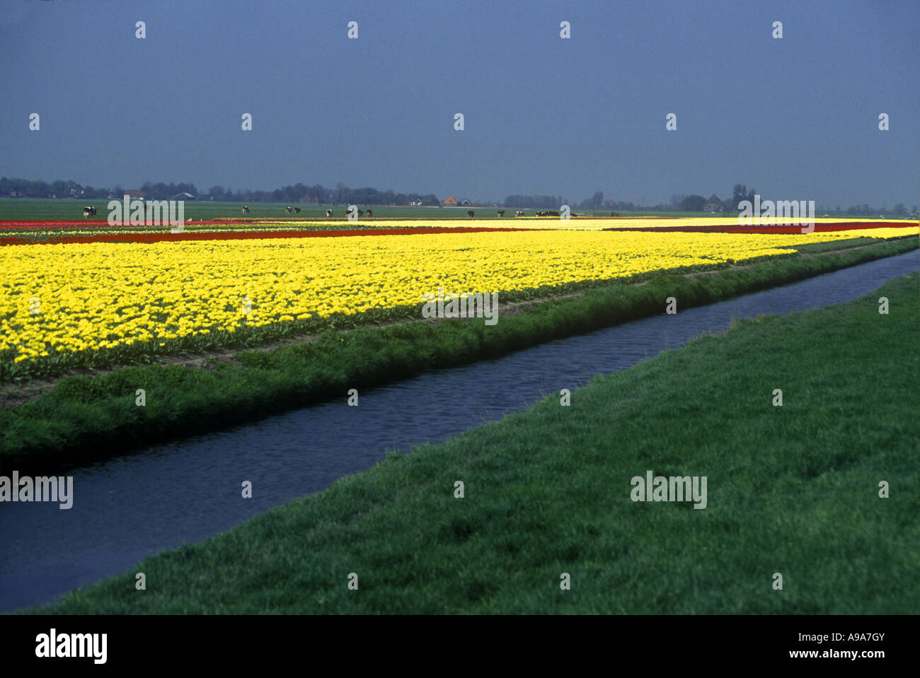 SPRING TULIP FIELDS LISSE NETHERLANDS Stock Photo - Alamy