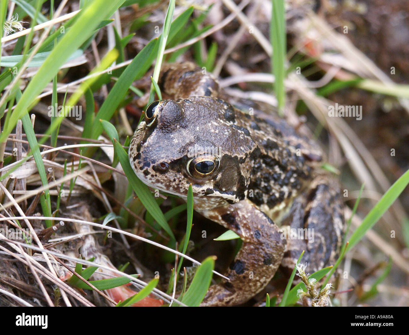 Toad In Scotland High Resolution Stock Photography and Images - Alamy