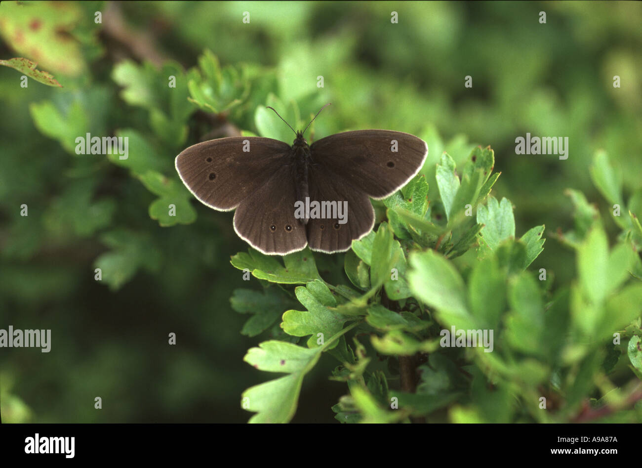 Aphantopus butterfly hi-res stock photography and images - Alamy