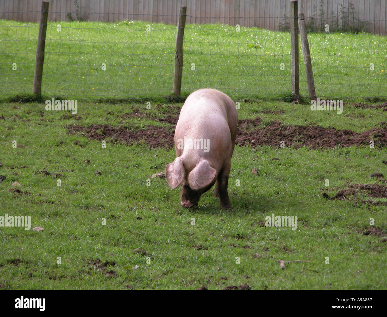 Pig with floppy ears hi-res stock photography and images - Alamy