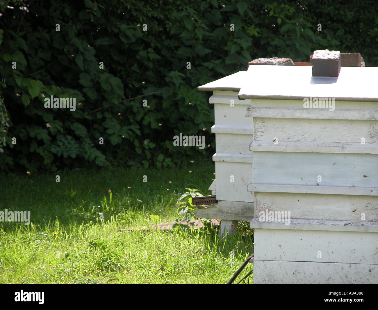 Bee Hive WBC Stock Photo - Alamy
