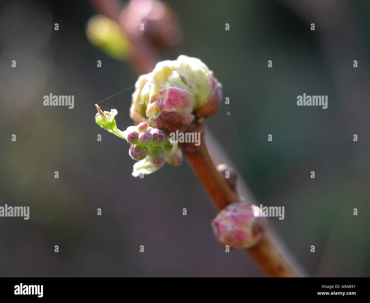 Big bud mite hi-res stock photography and images - Alamy