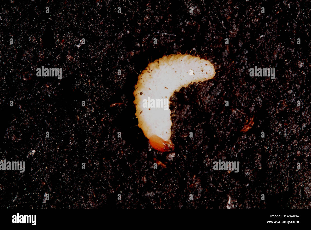 Vine weevil larva Stock Photo - Alamy