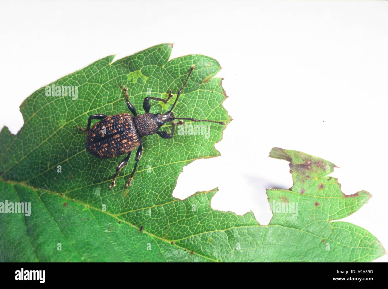 Vine weevil adult hi-res stock photography and images - Alamy