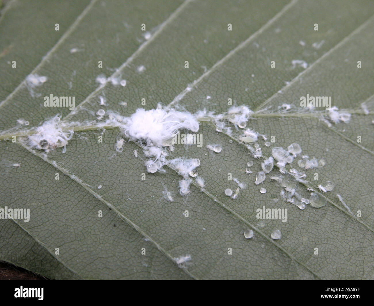 Woolly aphid hi-res stock photography and images - Alamy