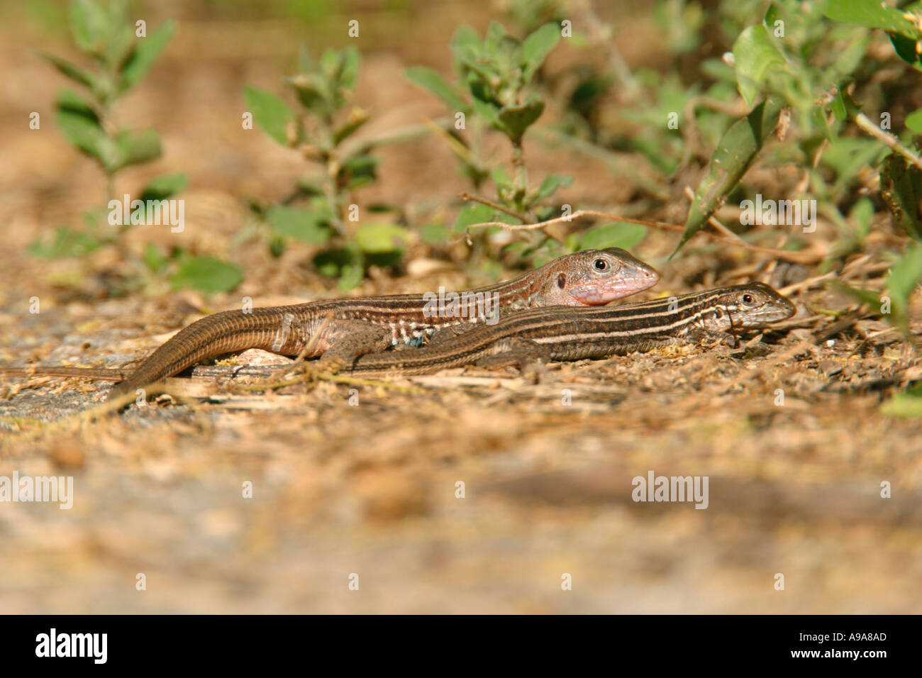 Six lined racerunner Stock Photo - Alamy