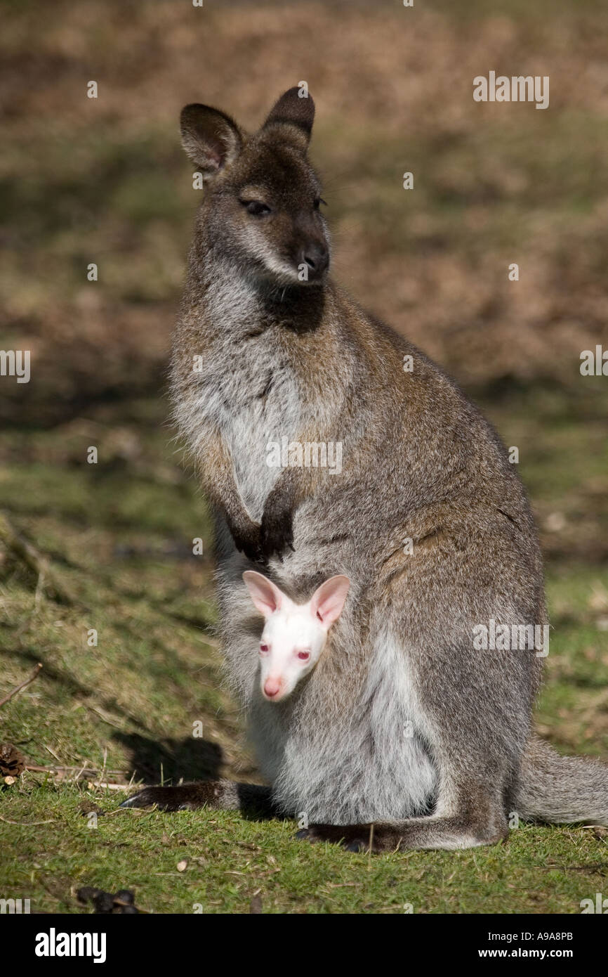 A White Wallaby baby born to a Grey Wallaby mother at the West Midland ...