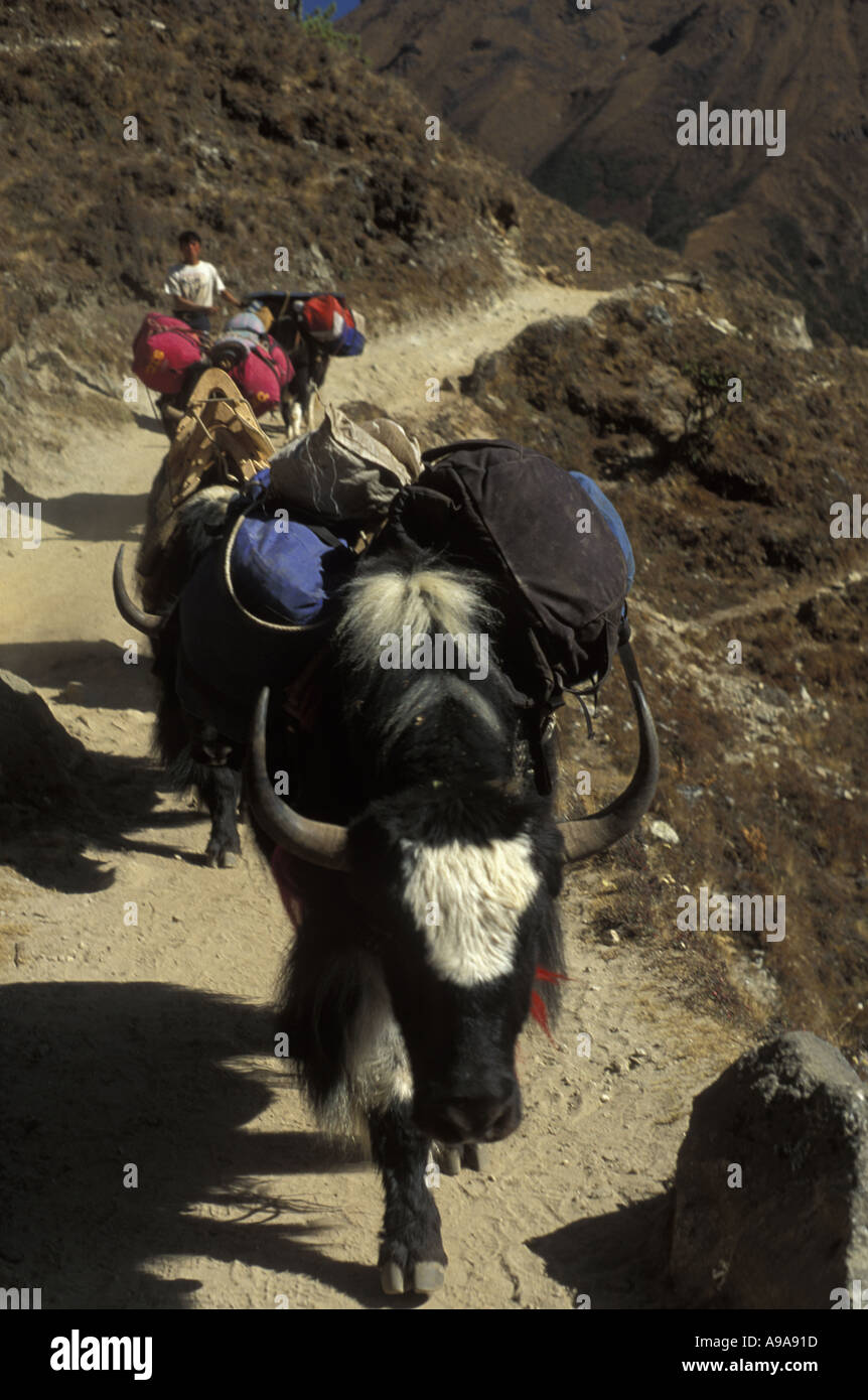 Yak Train High Resolution Stock Photography and Images - Alamy