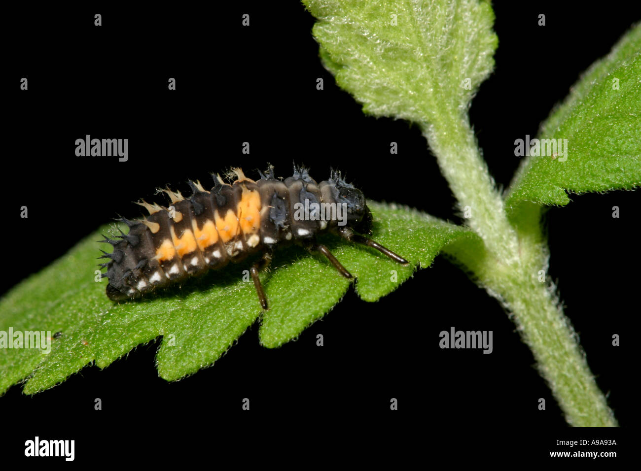 Coccinellidae larva hi-res stock photography and images - Alamy
