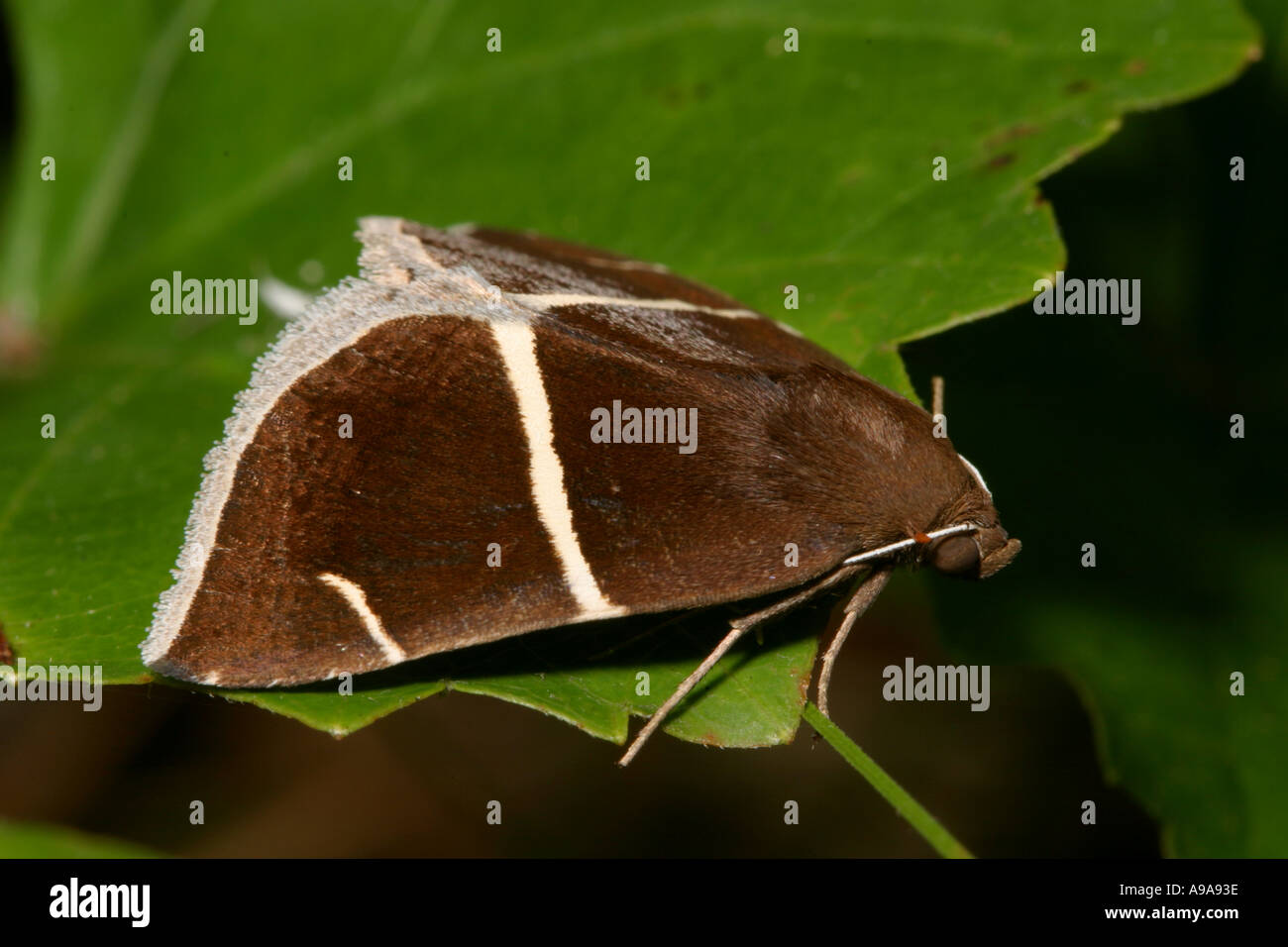 Short lined chocolate moth hi-res stock photography and images - Alamy