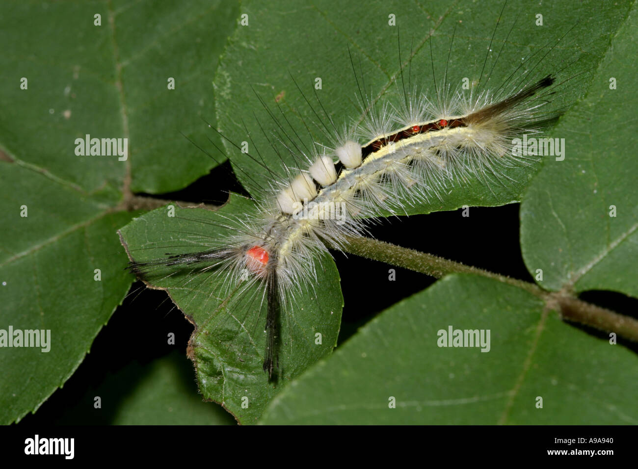 White marked Tussock Moth Caterpillar Stock Photo - Alamy