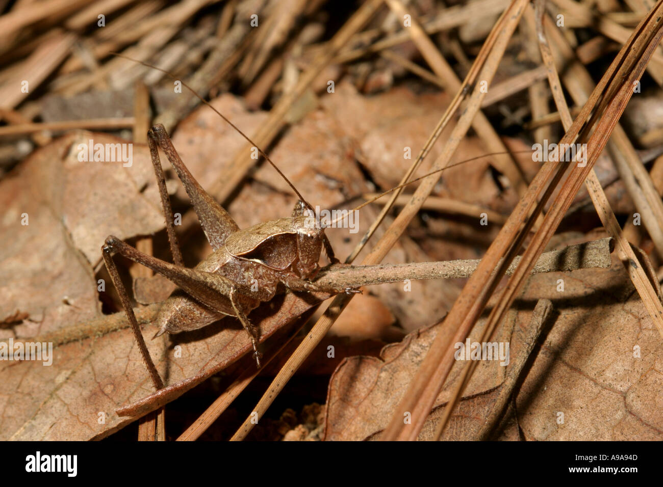 Shield backed hi-res stock photography and images - Alamy