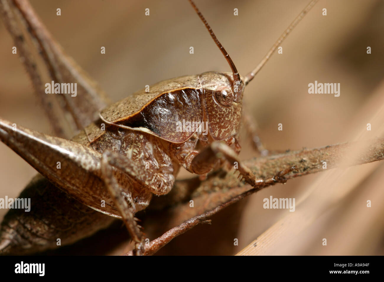 Shield backed hi-res stock photography and images - Alamy