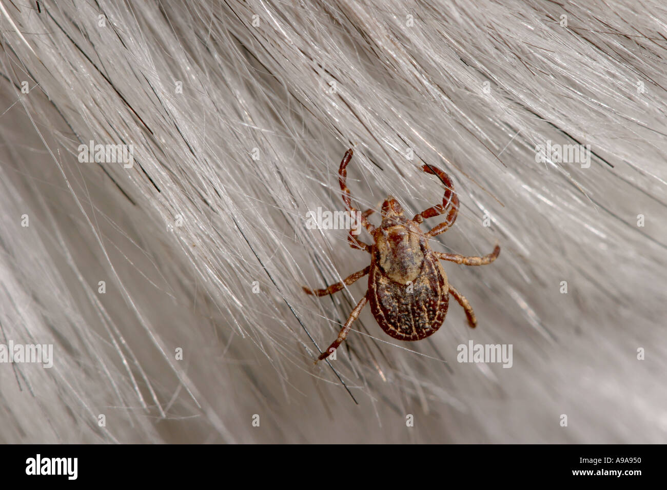 American Dog Tick Stock Photo - Alamy