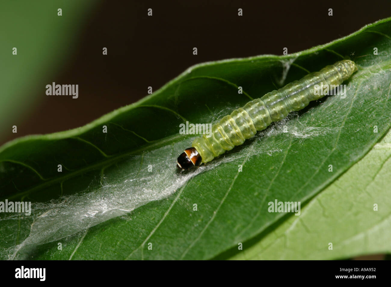 Leaf Rolling Caterpillar Stock Photo - Alamy
