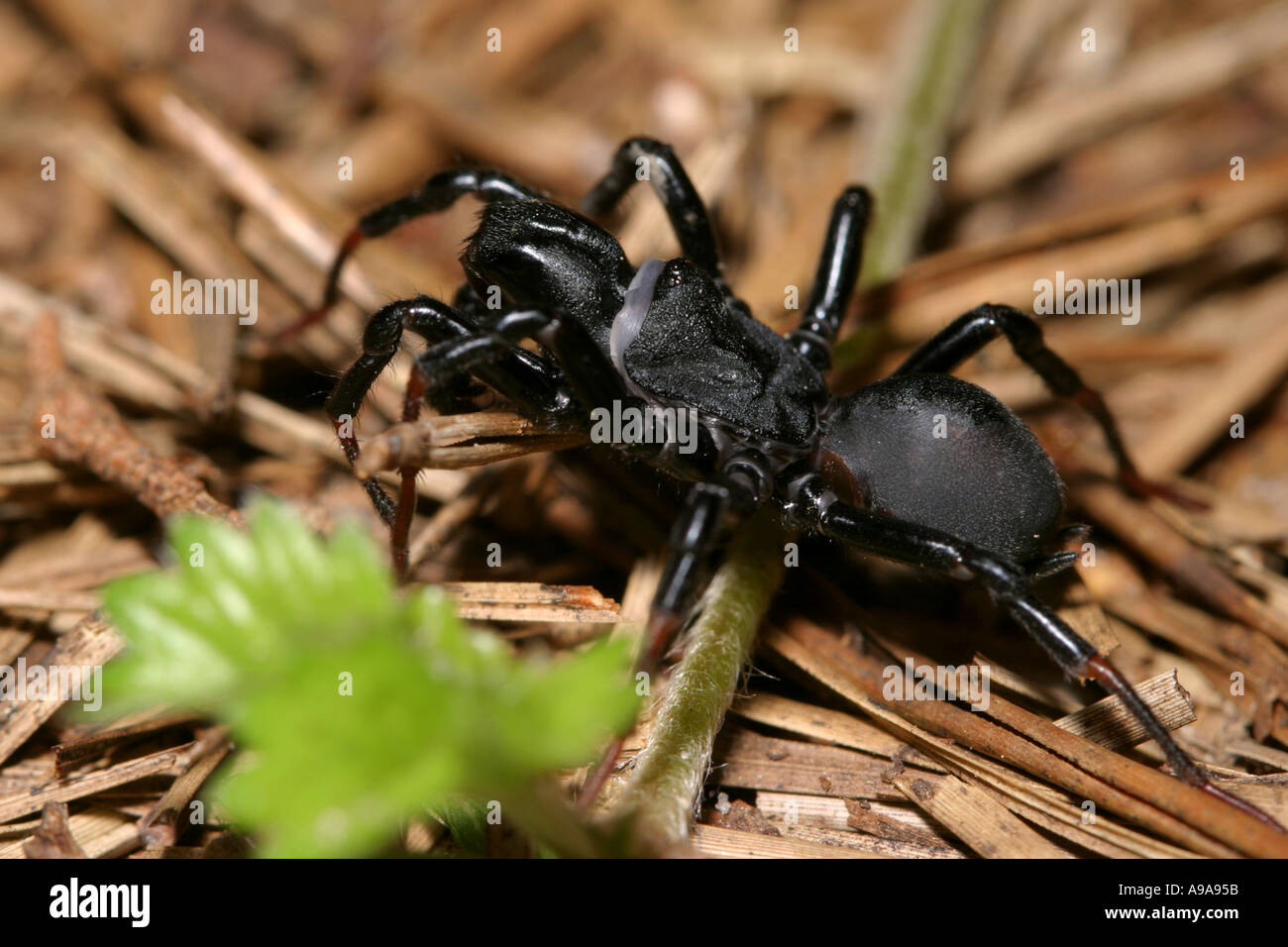 Purseweb spider hi-res stock photography and images - Alamy