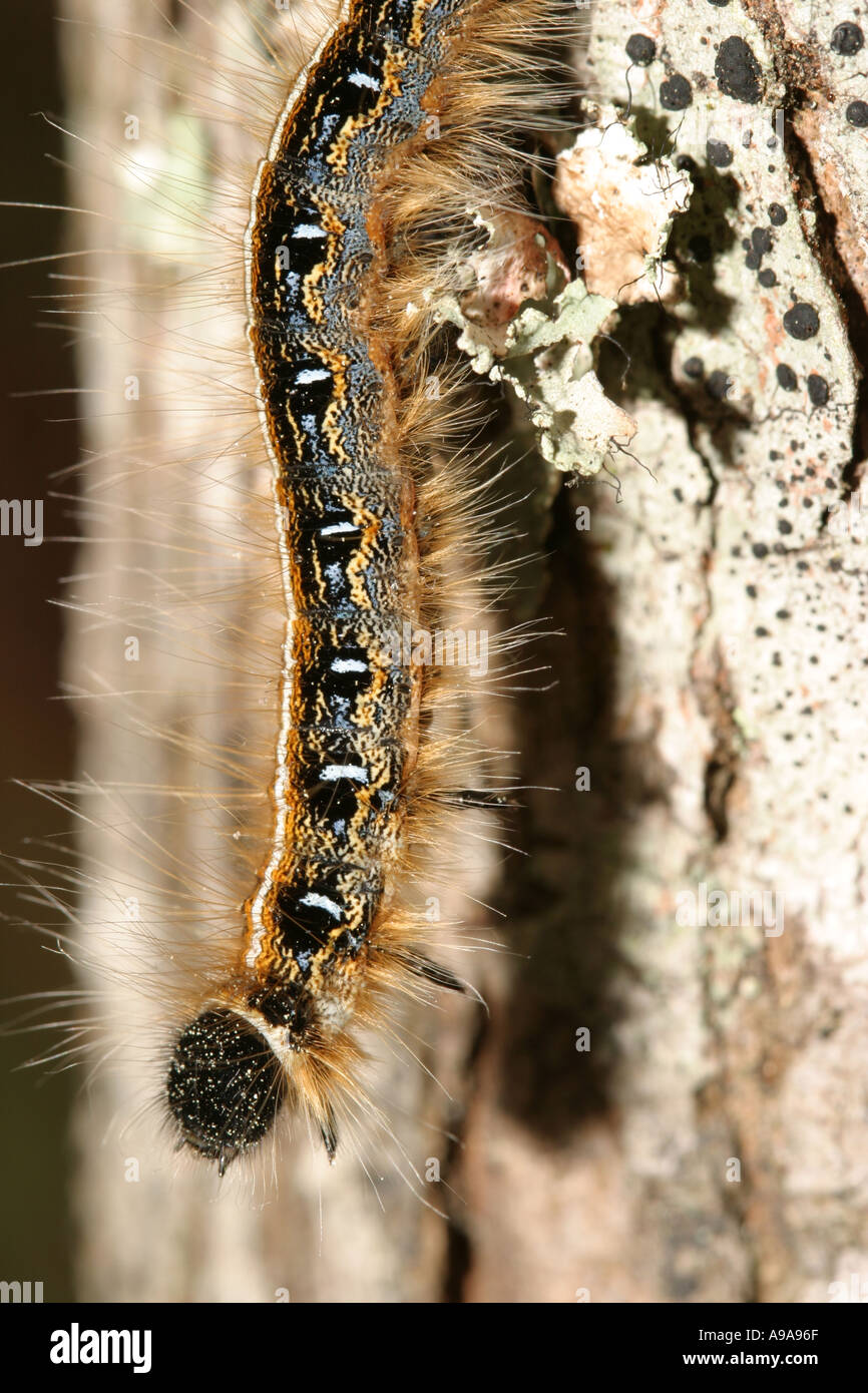 Eastern Tent Caterpillar Stock Photo - Alamy