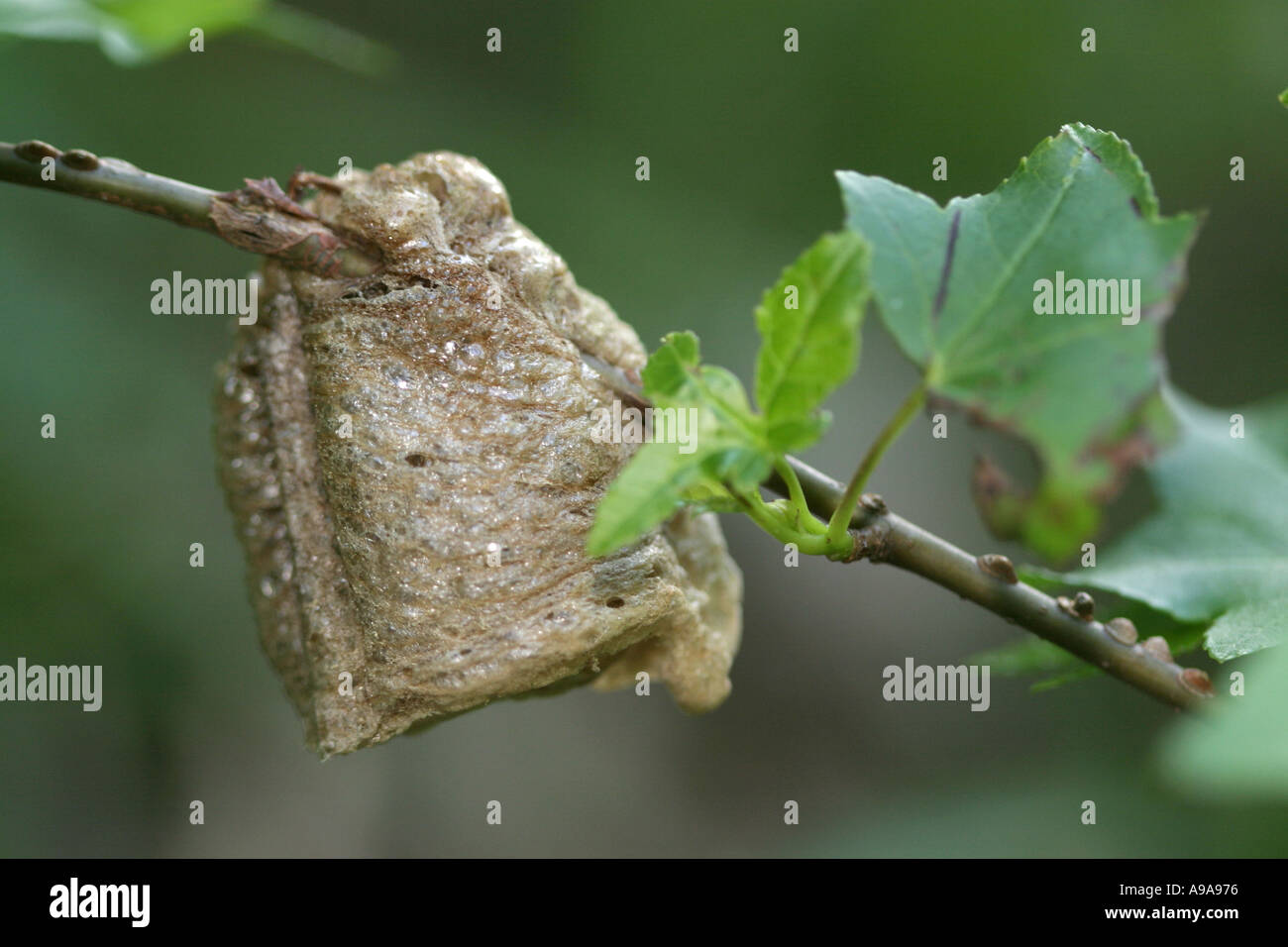 Mantid egg case hi-res stock photography and images - Alamy