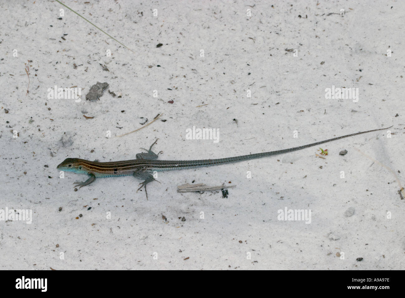 Six lined Racerunner Stock Photo - Alamy