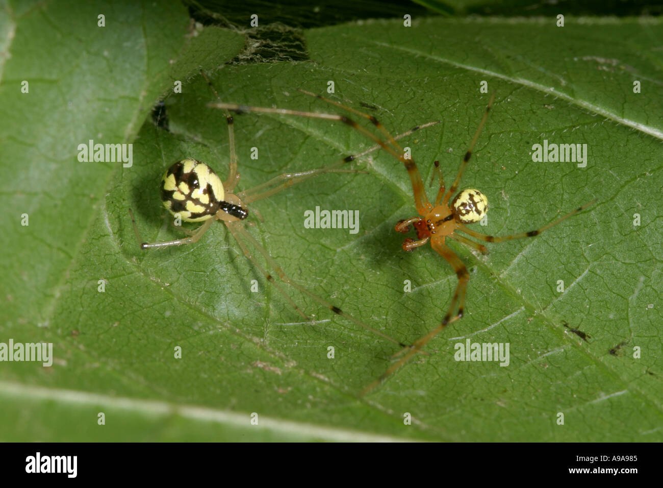 Spiders female and male Stock Photo - Alamy