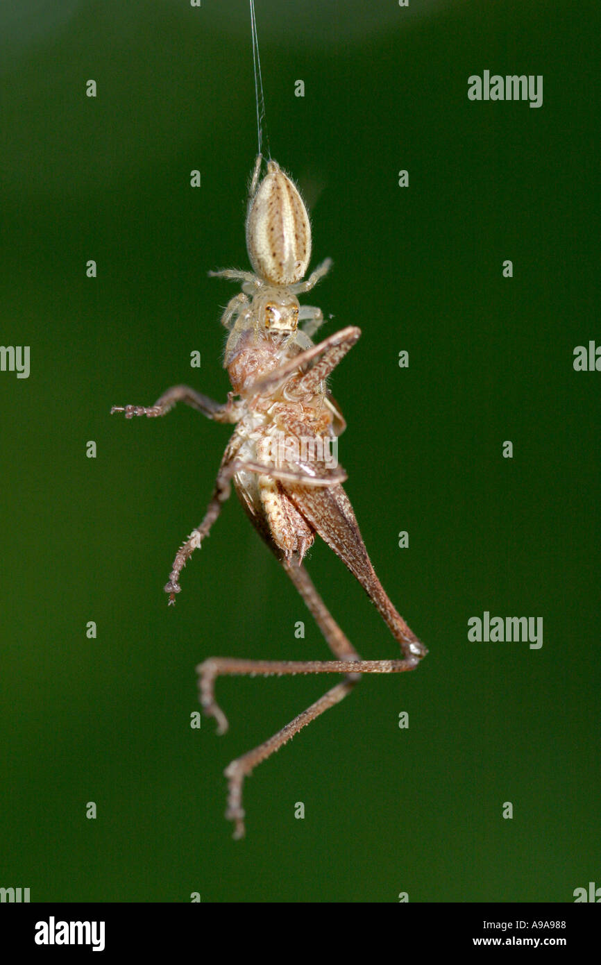 Jumping Spider with prey Stock Photo - Alamy