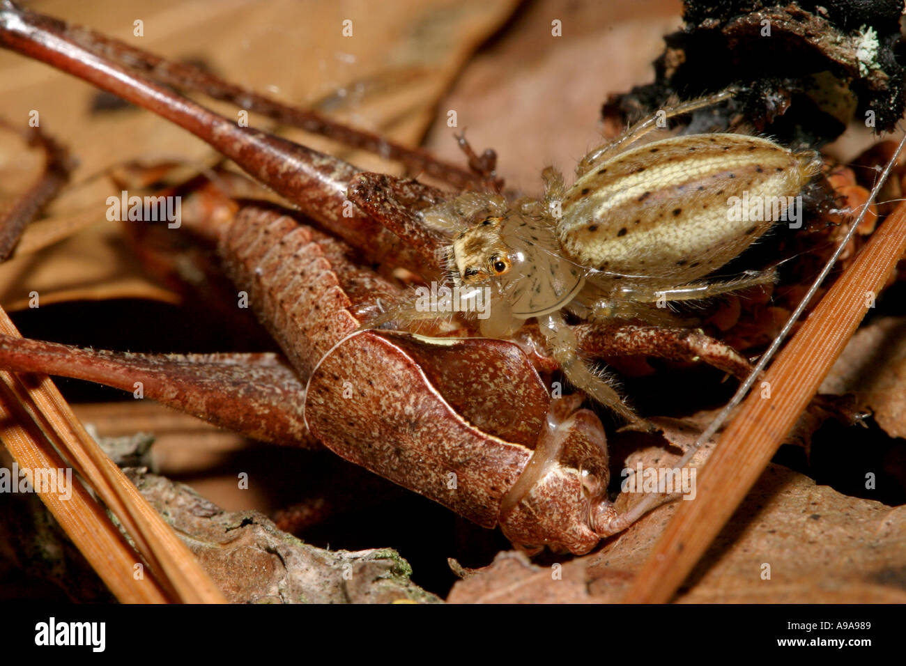 Jumping Spider with prey Stock Photo - Alamy