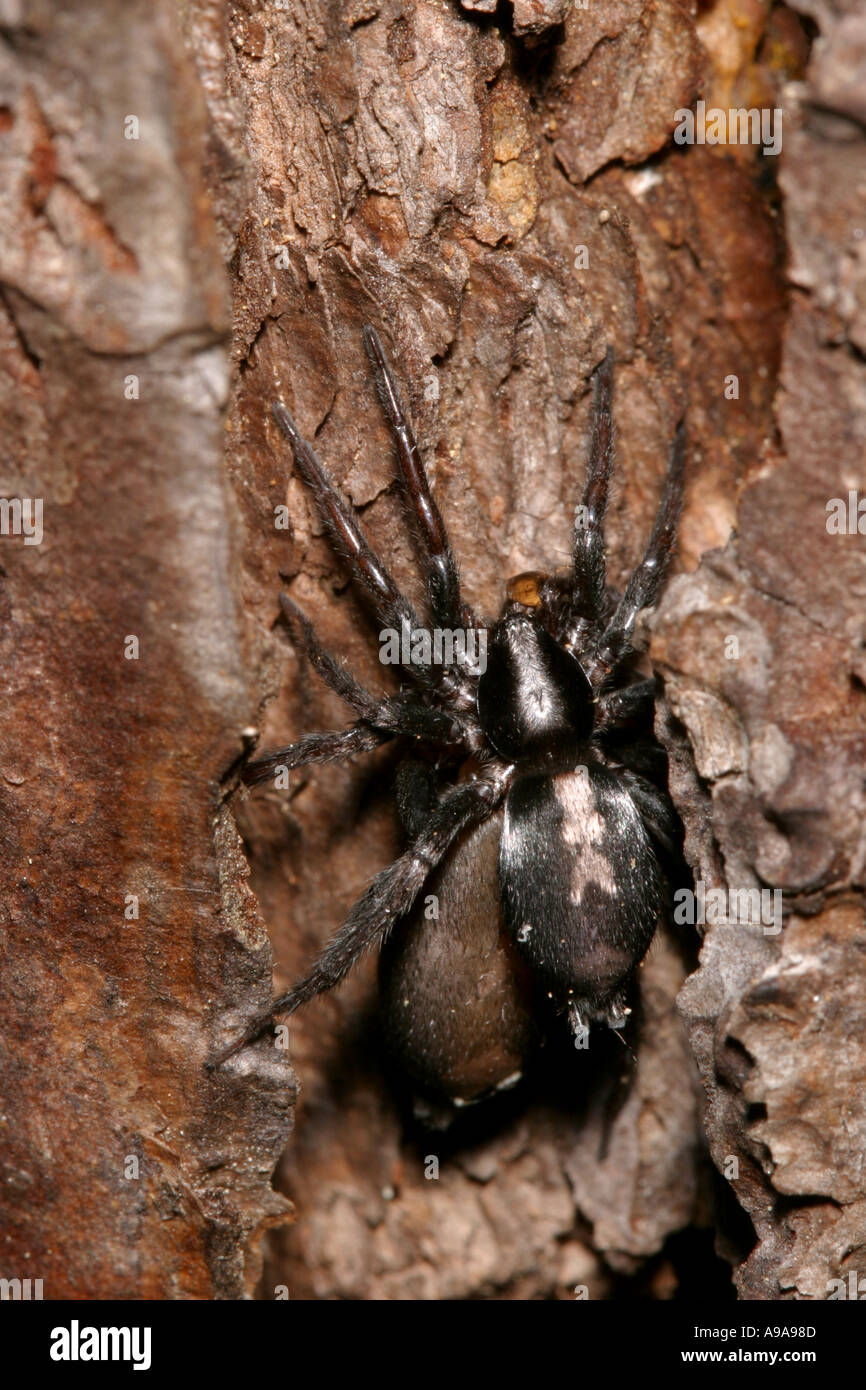 Spiders mating hi-res stock photography and images - Alamy