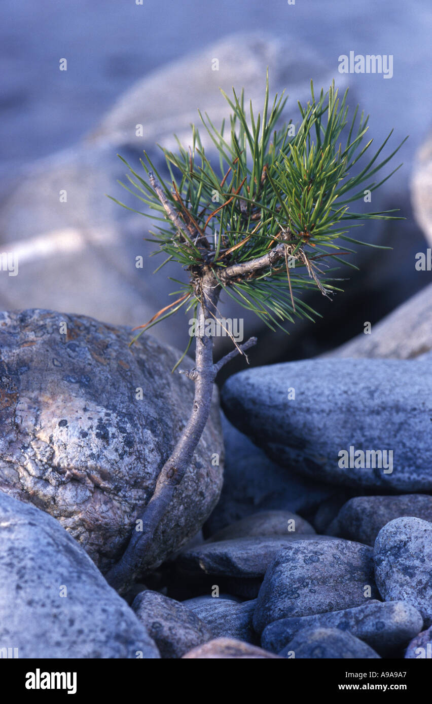 Scots Pine Sapling Stock Photo - Alamy